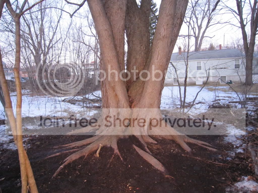 Old ReGrowth Red Maple | Page 3 | Arborist, Chainsaw & Tree Work Forum