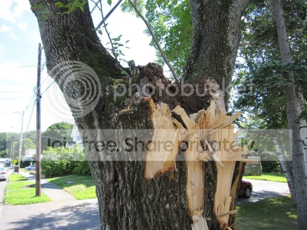 Massachusetts Microburst Tree Destruction | Arborist, Chainsaw & Tree ...
