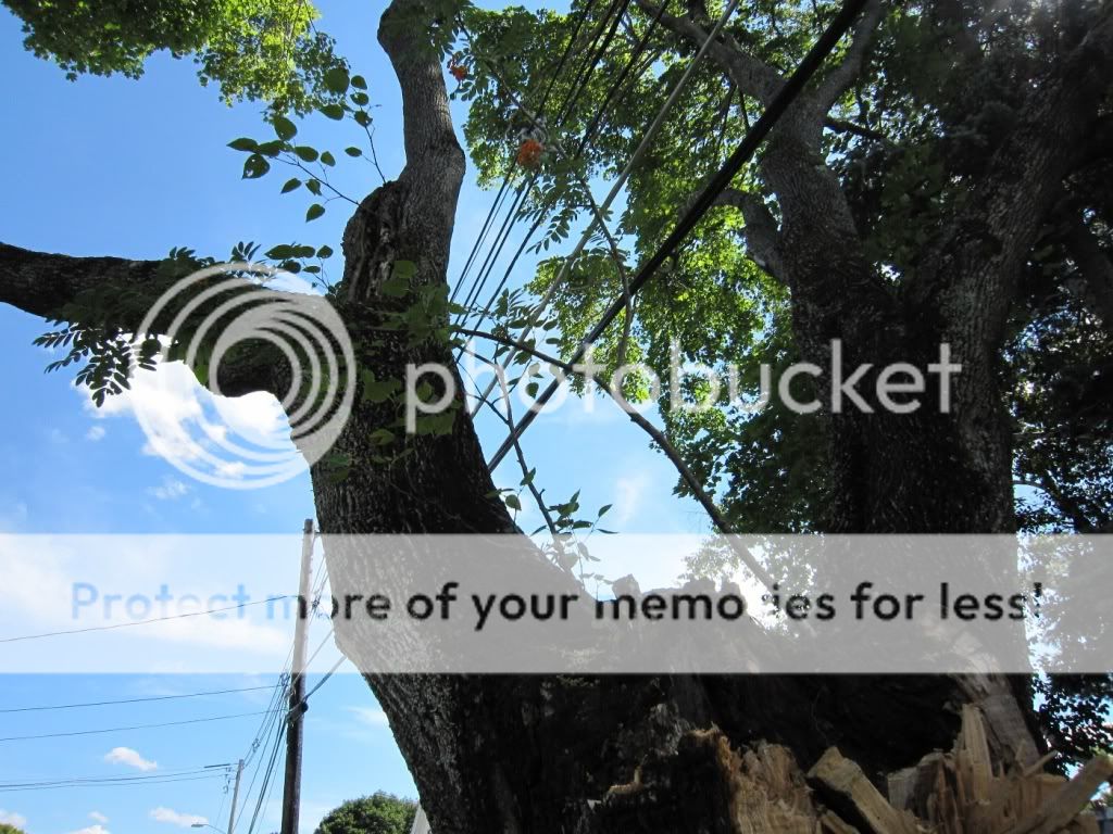 Massachusetts Microburst Tree Destruction | Arborist, Chainsaw & Tree ...