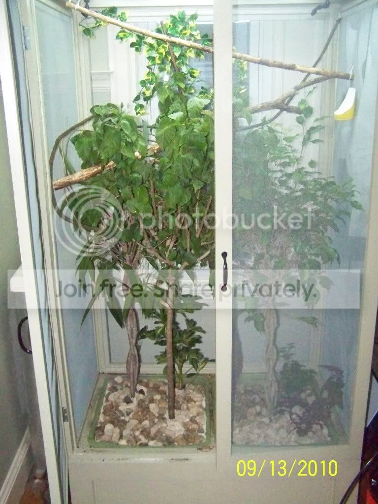 ***The Official Enclosure Picture Thread*** | Chameleon Forums