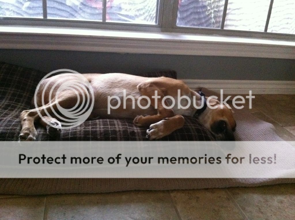 Comfortably Uncomfortable Dog Pic Time | TexAgs